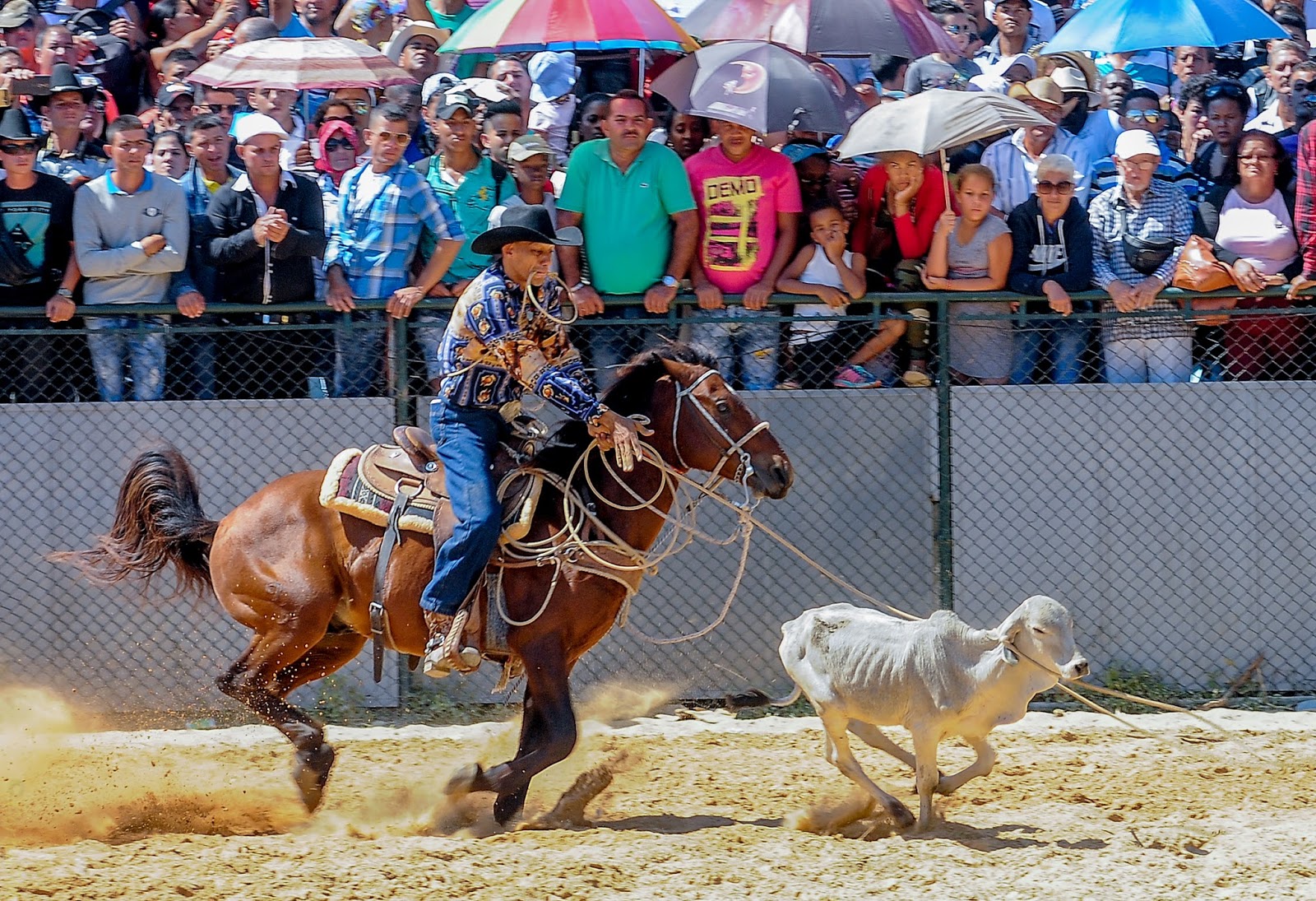 En el Colimador: ¿Rodeo cubano, espectáculo o deporte?