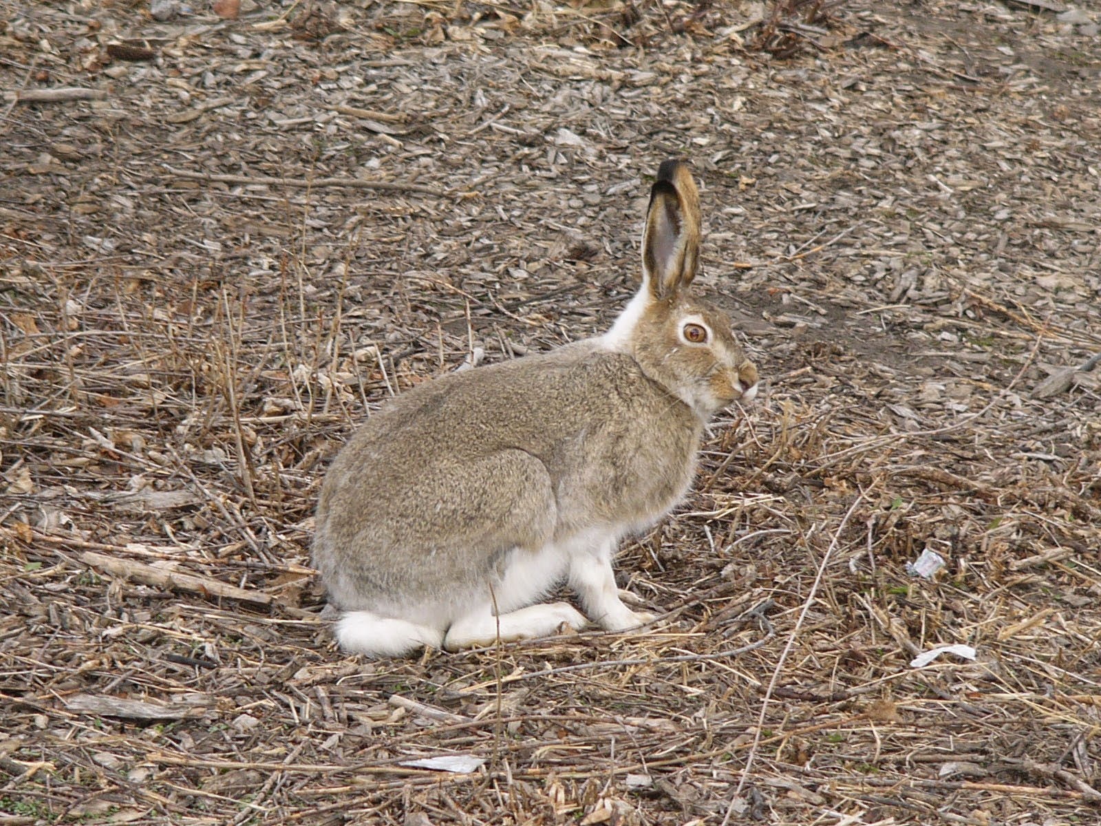 White Tailed Jackrabbit Animals | Interesting Facts & Latest Pictures ...