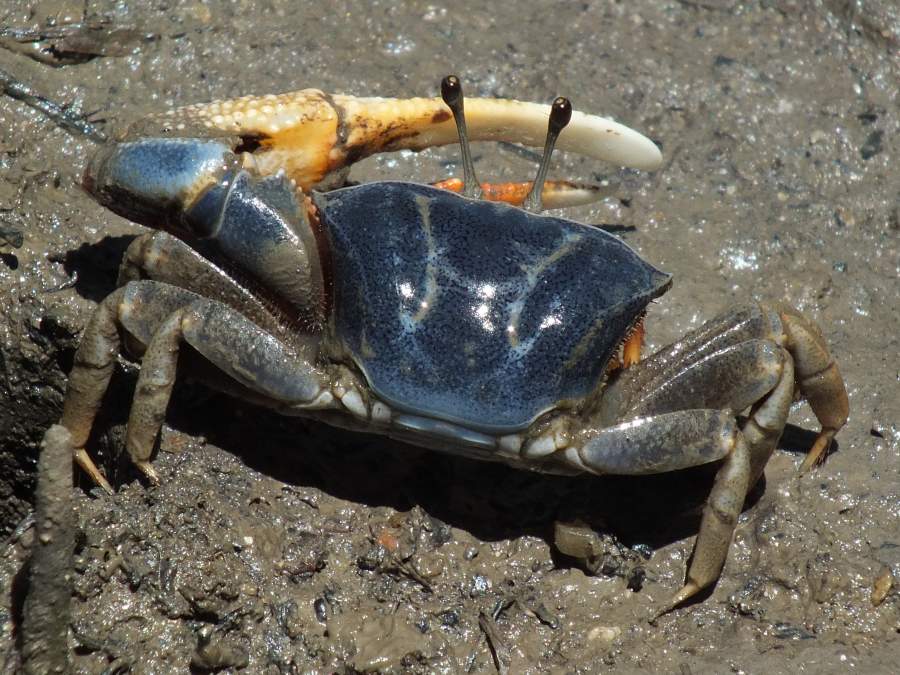 Queensland Coast: Two Species or One?