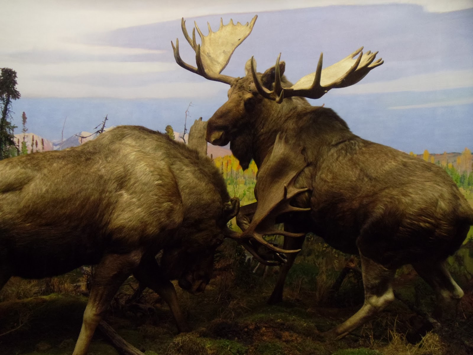 Purple Sneaker Zony and Sidekick Moose: What, what, what?... too much ...