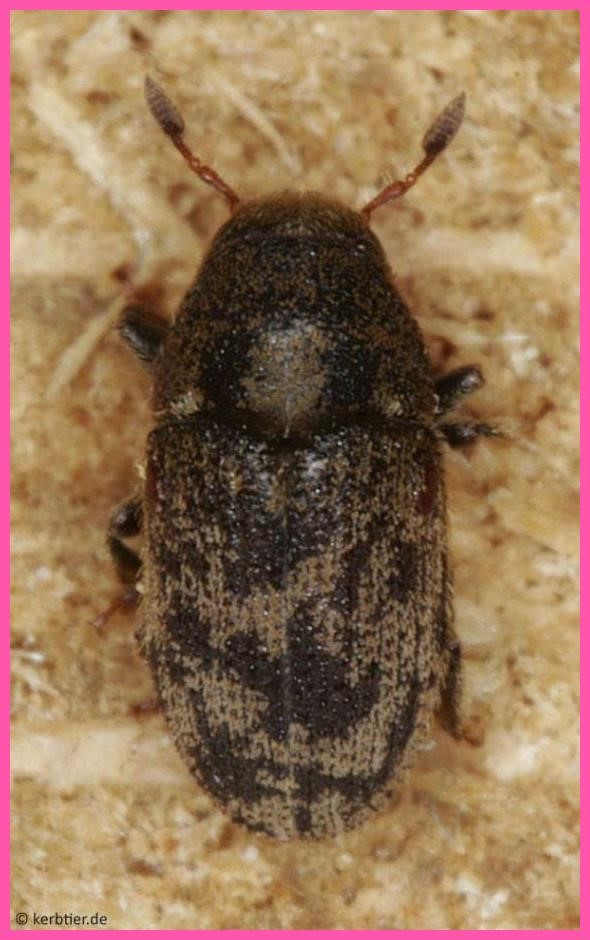 19 Tiny Beetle Like Bugs In Kitchen - GRW8 NOLA WYATT'S BLOG