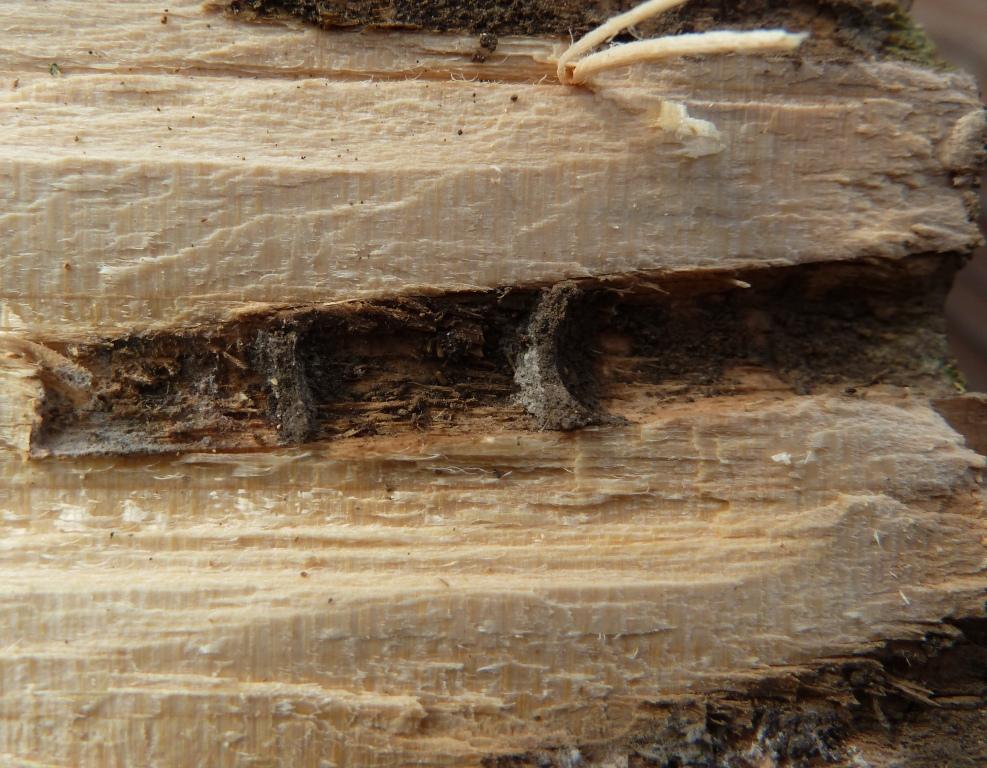 Dave Hubble's ecology spot: Ye olde bee log