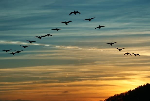 Becoming an Engineer: Why do birds fly in V shape?