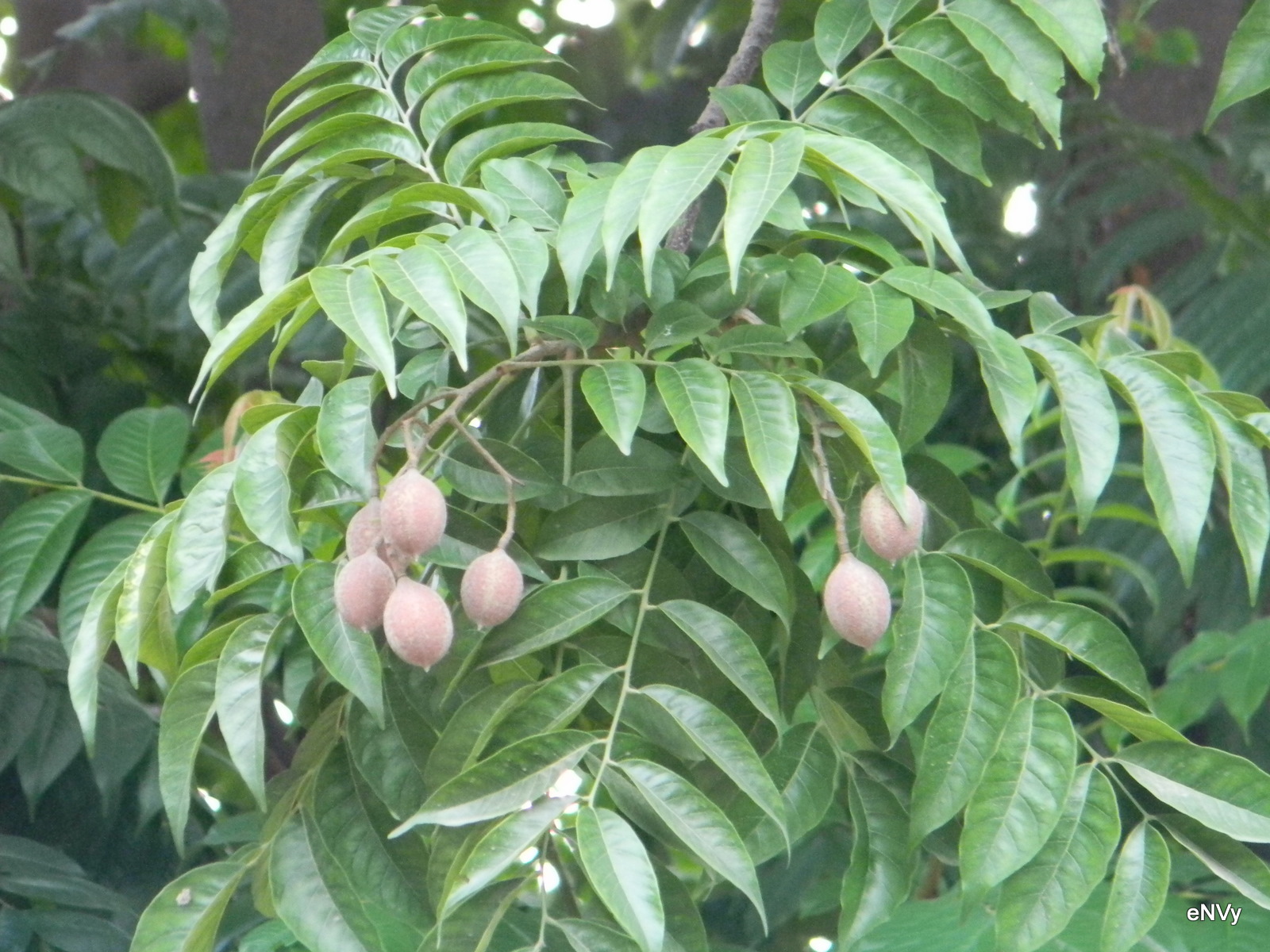 Indian trees: Chukrasia tabularis - Chikrassy