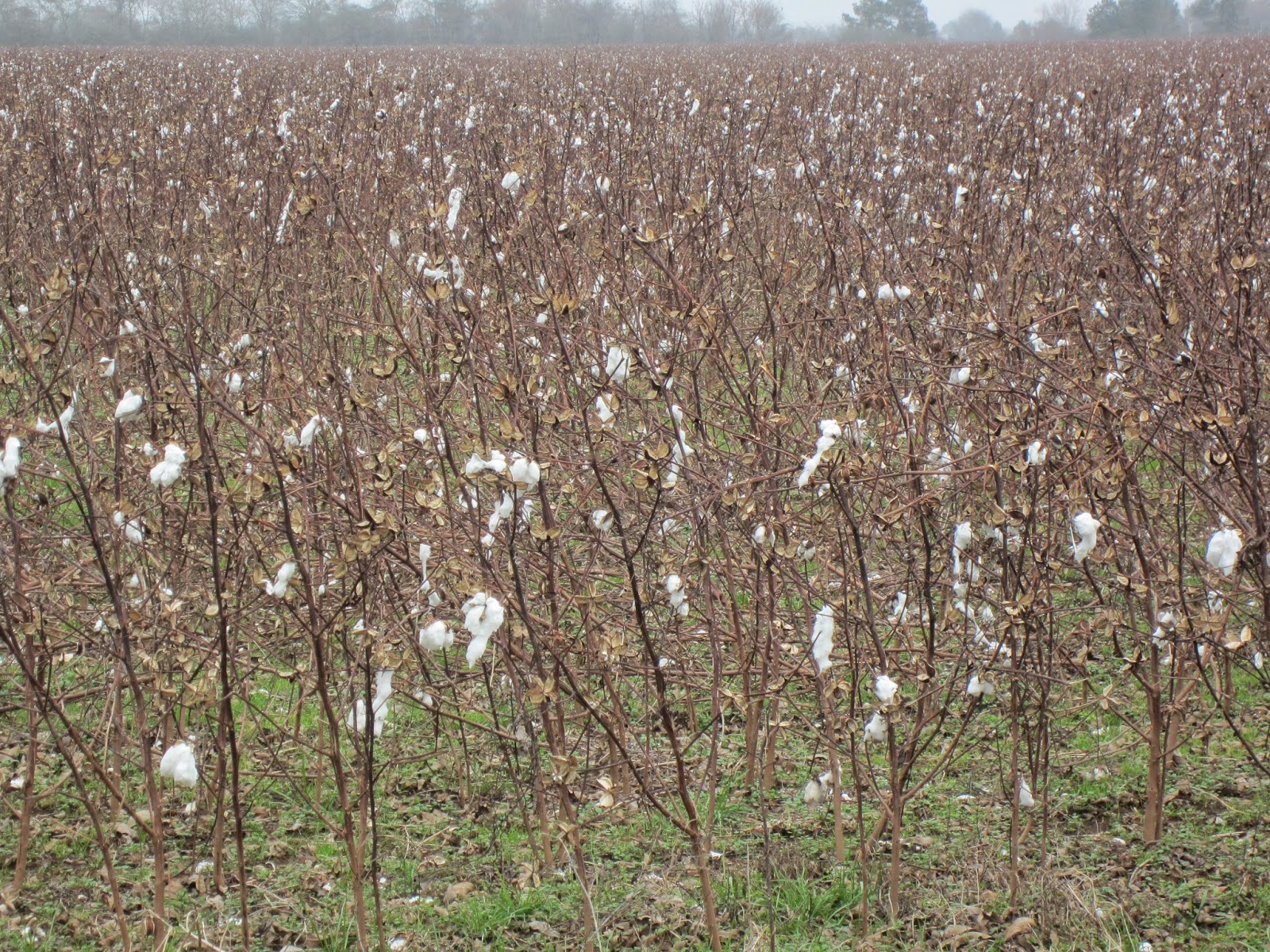Souvenir Chronicles: ALABAMA: COTTON FIELDS, MONROEVILLE TO MOBILE