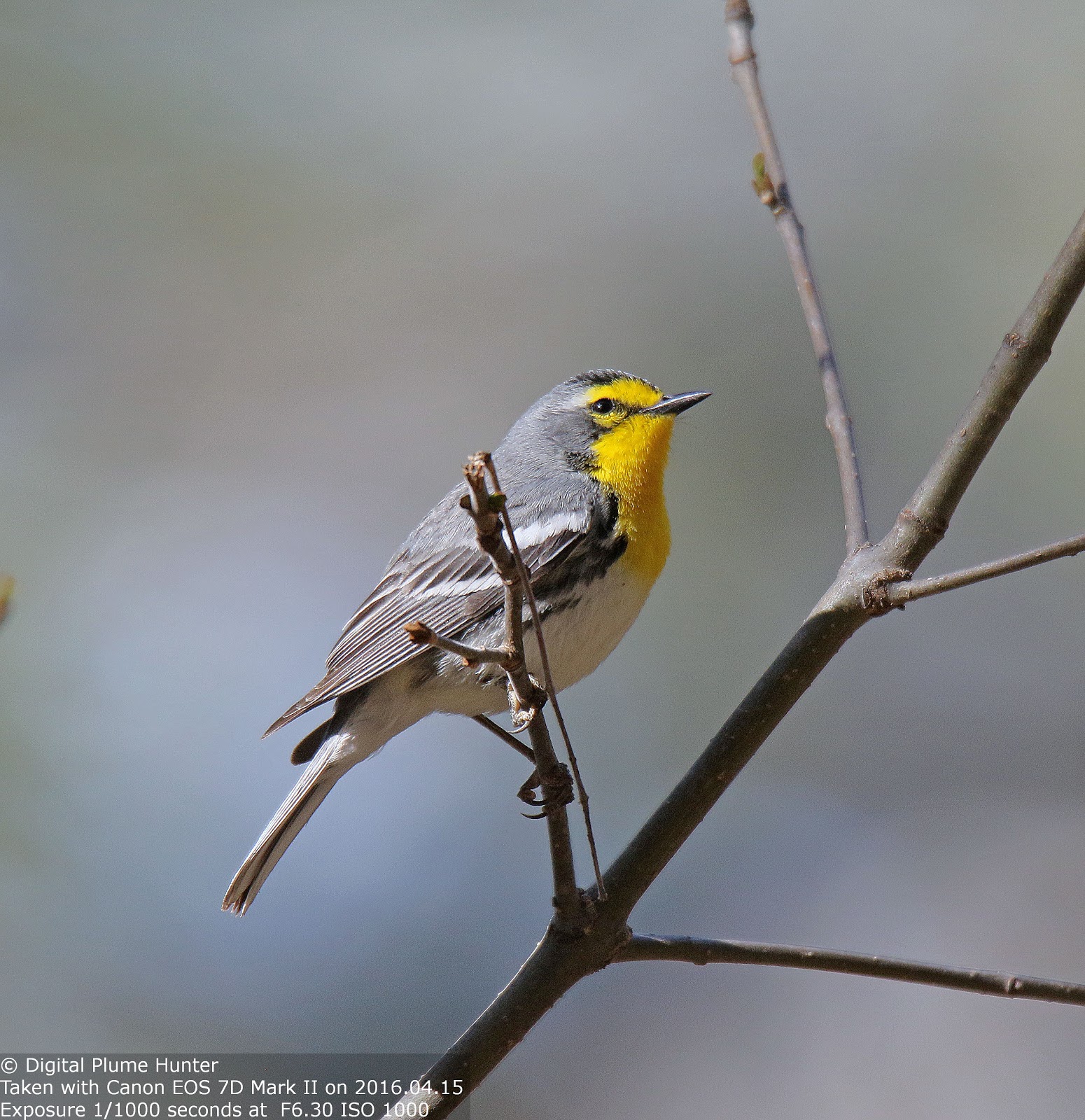 Hunting Digital Plumes in the US and Beyond: A Perfect Ten: Signature ...