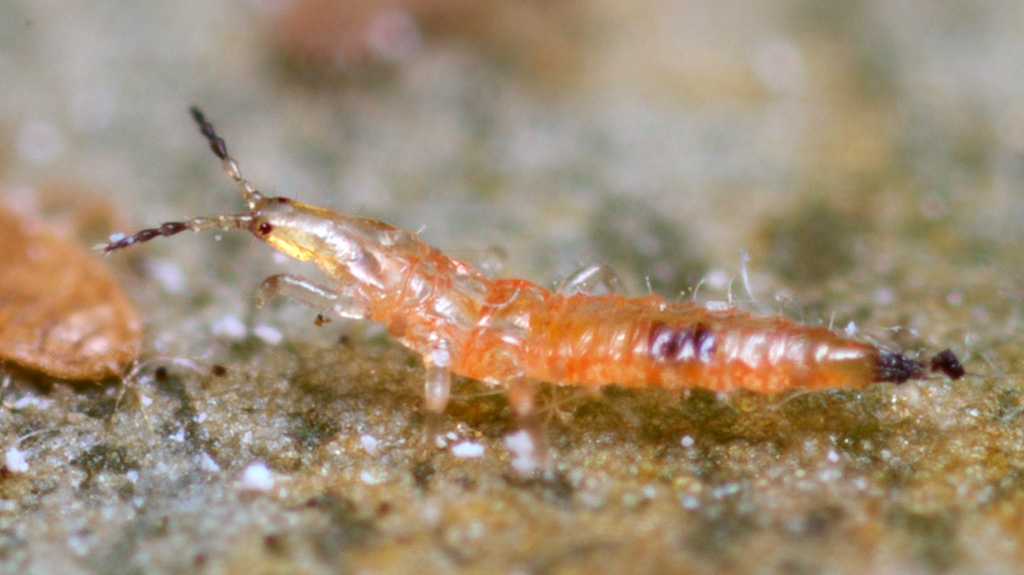 ムシをデザインしたのはダレ？: 笹と鞘の隙間 / その驚く光景 -その3-