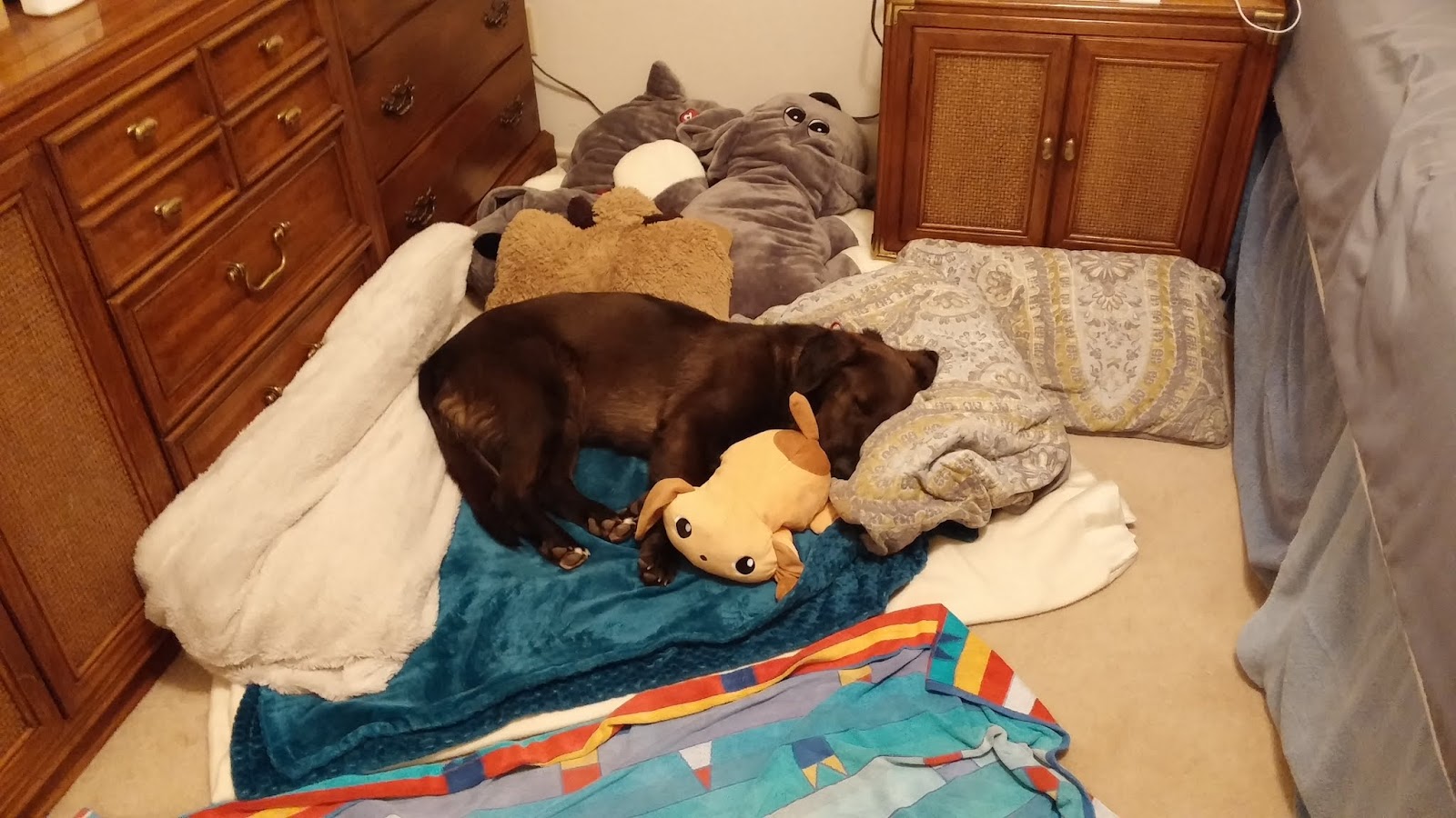 The Justin Animal Alliance