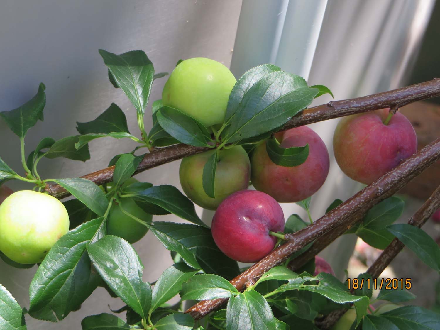 NGÀY MỚI: Cây ăn trái và con ruồi trái cây