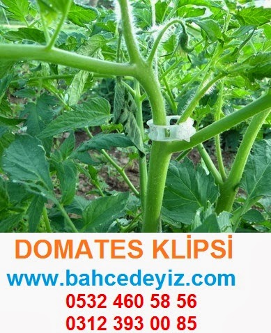 www.bahcedeyiz.com: Bitki klipsi,bitki klipsleri,domates klipsi,bitki ...