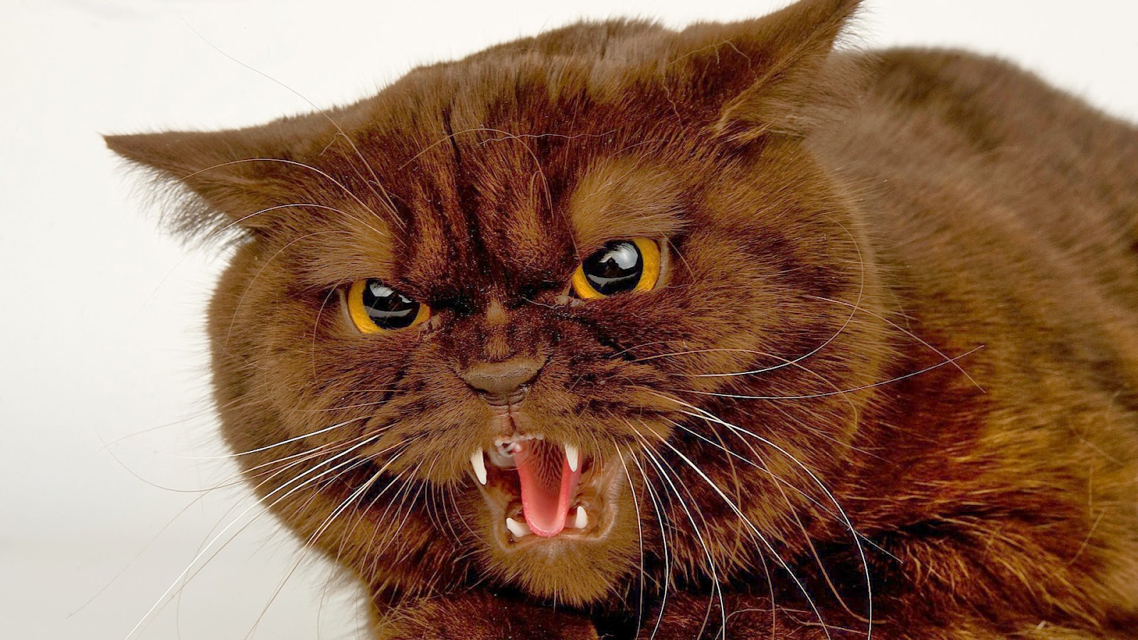 Desktop HD Wallpapers Free Downloads: Angry Cats HD Wallpapers