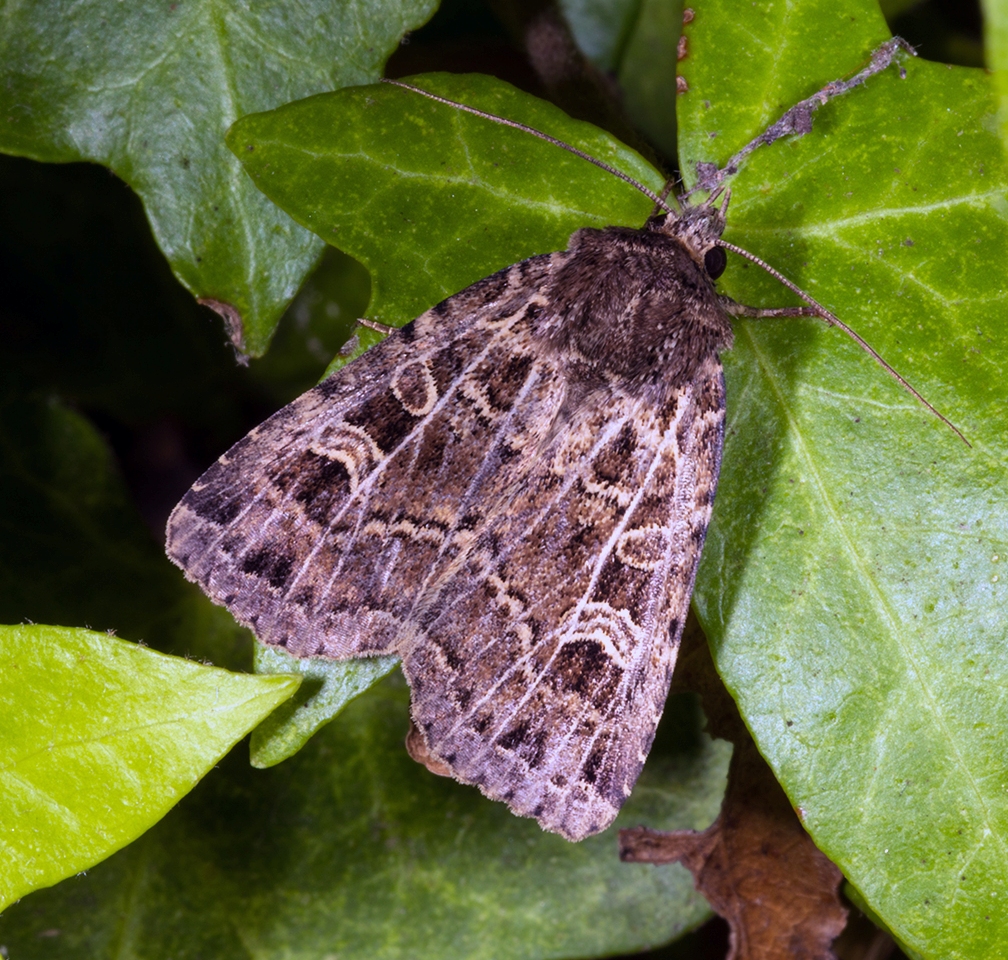 Ceredigion Moths: July 2018