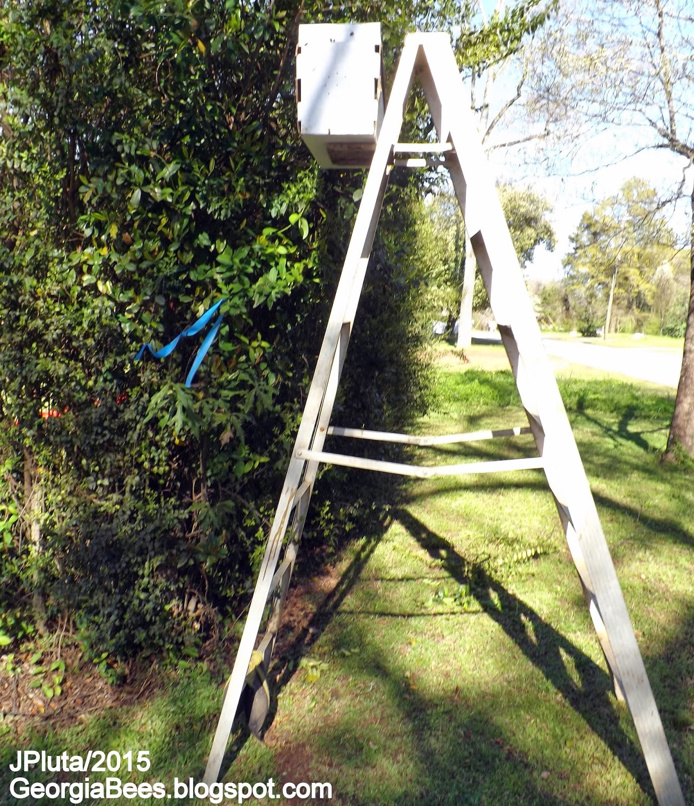 BEEKEEPING Beekeeper Honey Bees Pollen Wax Candle Propolis Queen Nuc ...