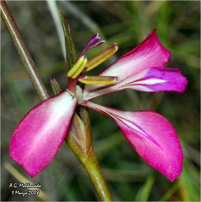 BIODIVERSIDAD COSTA GRANADINA Y...: Gladiolo silvestre (Gladiolus italicus)