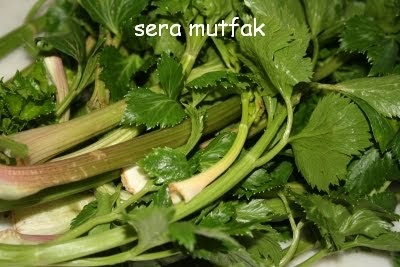 kereviz yaprağı ne işe yarar - PRATİK MUTFAK BİLGİLERİ