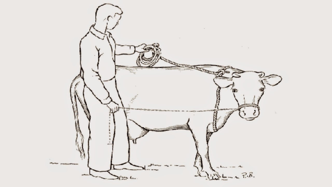 SARUEDI SIMAMORA: RESTRAIN DAN CASTING PADA SAPI