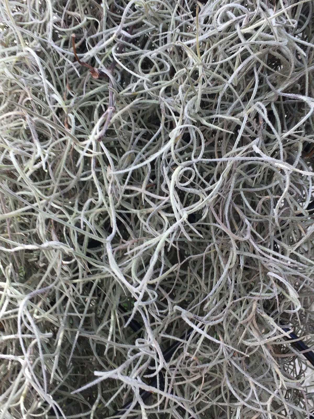 Over the Ocean Blue!: Vero Beach