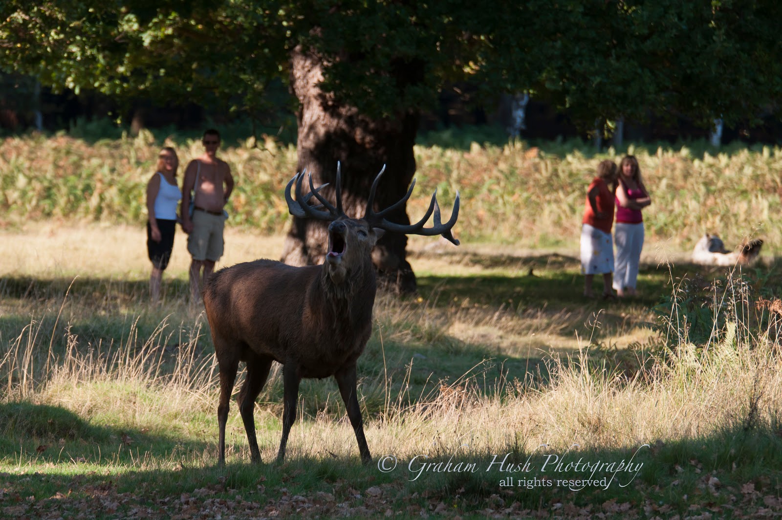 Graham Hush Photography: Richmond park deer rut - Part 1