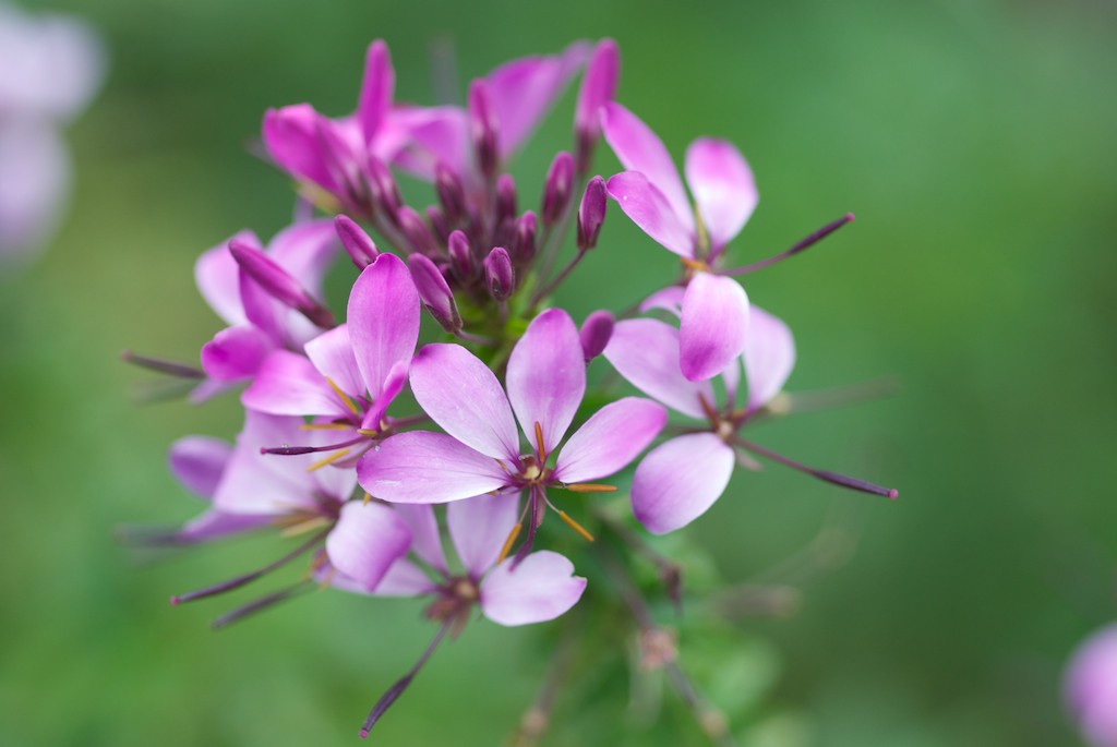 Driftwood Ramblings: La Brie [Franschhoek Open Garden 2011]