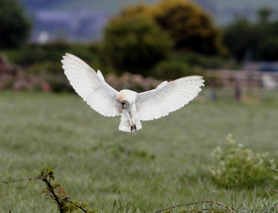 Another Bird Blog: What A Week