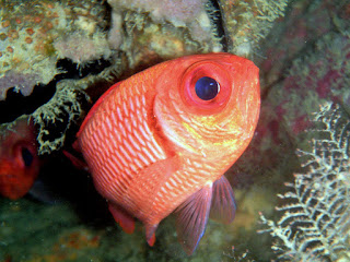 IKAN LAUT ASLI INDONESIA: Mata Besar