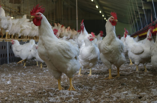 CRIAÇÃO DE ANIMAIS: Glossário (FRANGO DE CORTE)