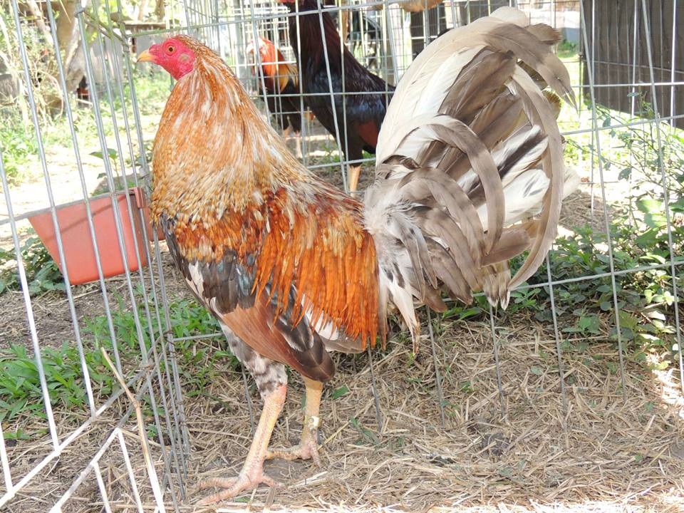 Granja R. Greer, Gallos Finos, Aves de exhibición y más: El Gallo Kelso