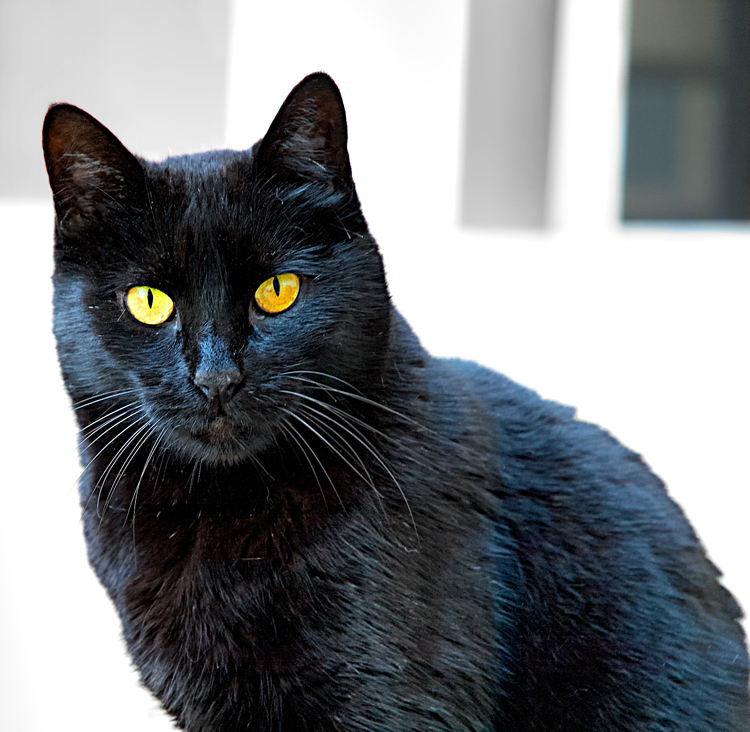 Cantinho dos Gatos: GATO PRETO: SUPERSTIÇÕES E MITOS