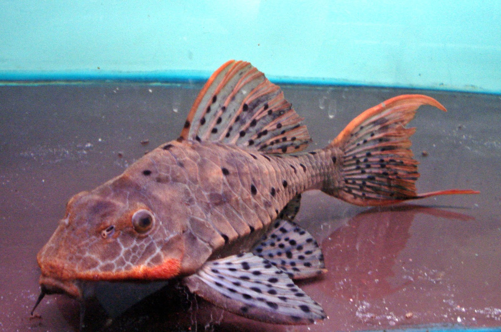 Ikan Catfish yang berenang terbalik - Akuarium Ikan Hias