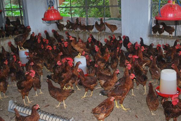 ALL CHICKEN BREEDS FROM INDIA