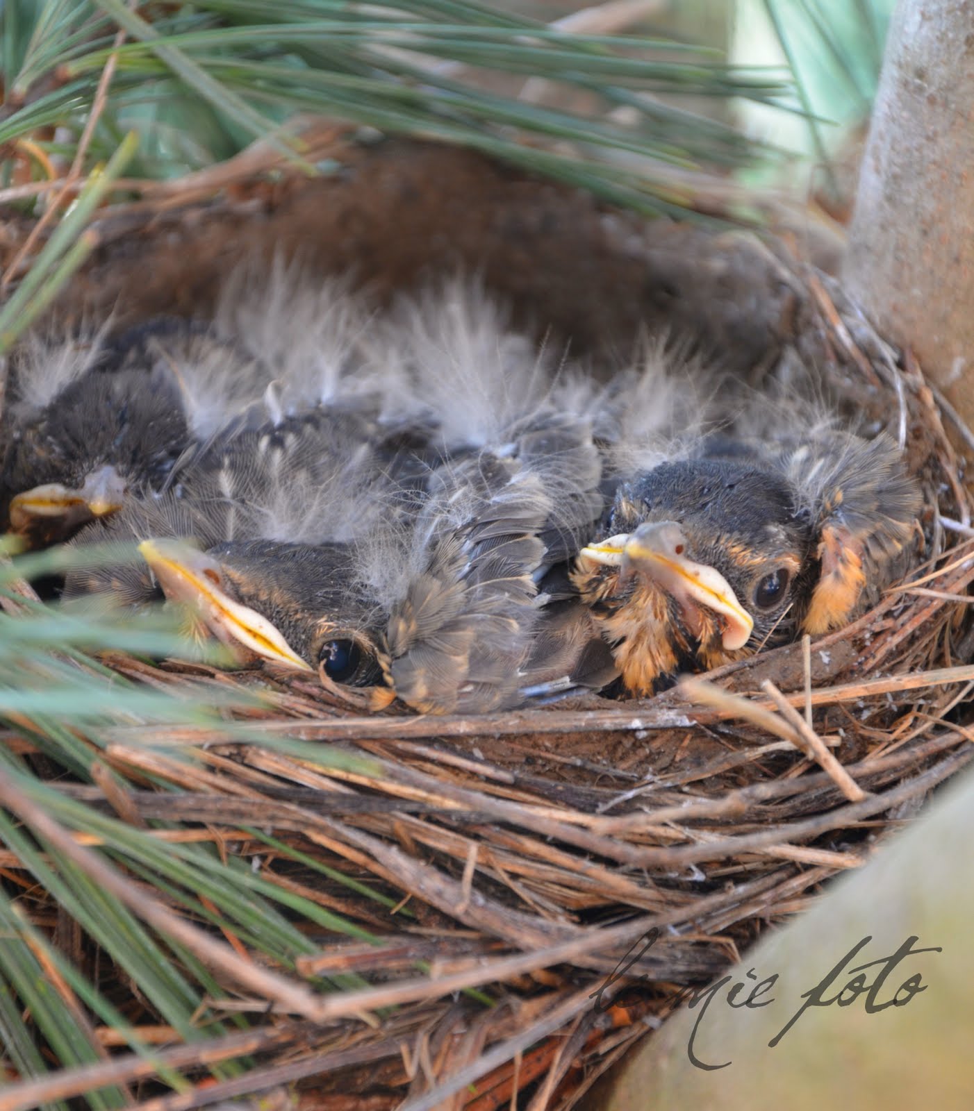 le mie foto: Four Baby Birdies Sittin' In a Tree.