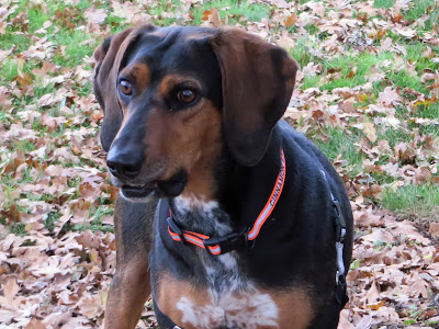 Cinnamon the Traveling Coonhound: I Love My New Personalized Hunting Collar