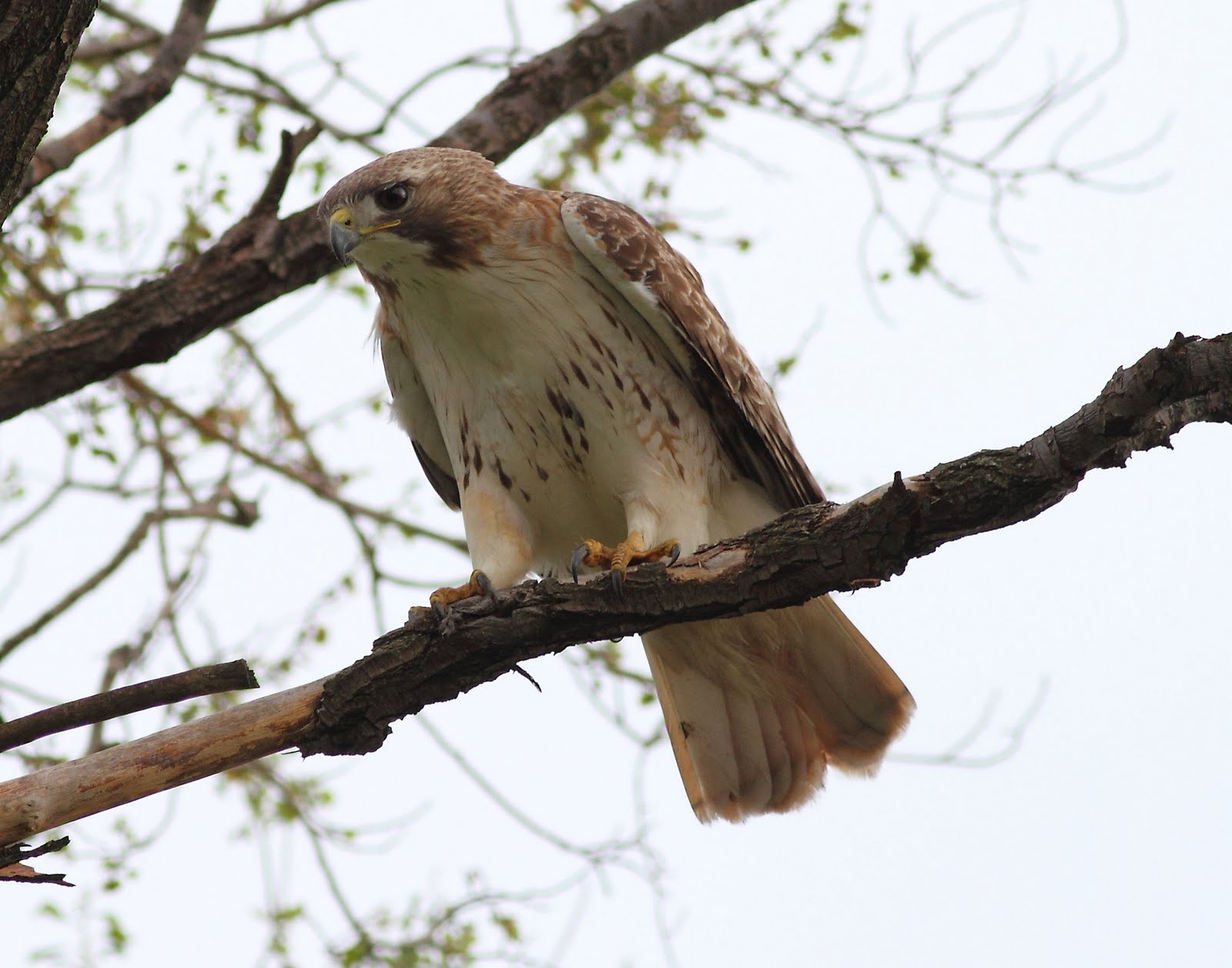 Red-Tailed Hawks of Wexford: Male Red-Tailed Hawk May 26 2011