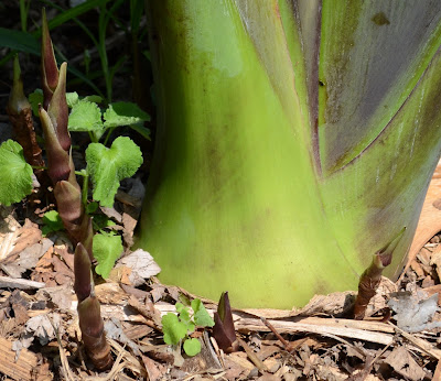 Brian's Botanicals: Colocasia Maximus Gigantes PPAF