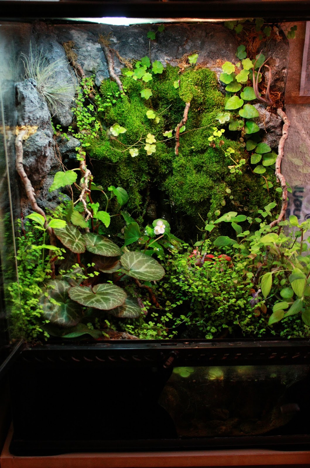 Terrarium Designer: Terrario fuente natural 45x45x60 cm