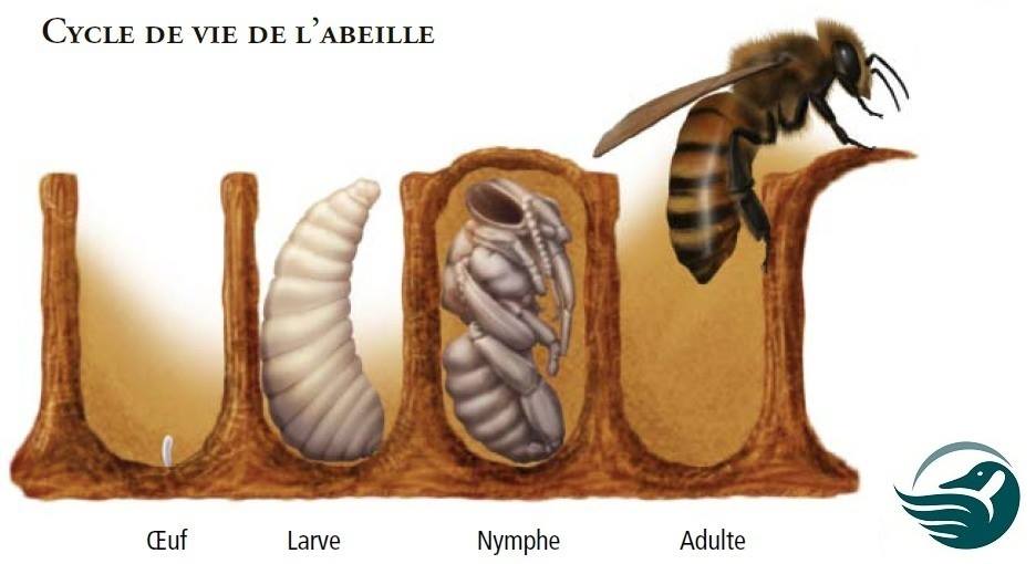 Friends ,Amis ,Vrienden Bloggers,Pets: ABEILLES ET CYCLE DE VIE