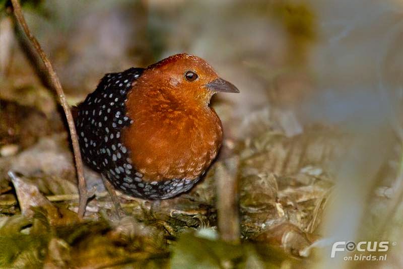 Tierra de polluelas, rascones, grullas: Polluela pulcra (Sarothrura ...