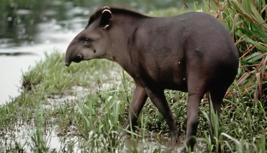 SELVA MISIONERA | Flora y Fauna - Hora 25 Forestal