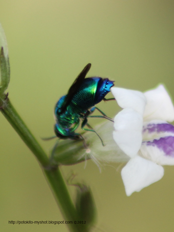 My Shot Gallery of Bengkulu: Metallic Bluish Green Cuckoo Wasp (Chrysis ...