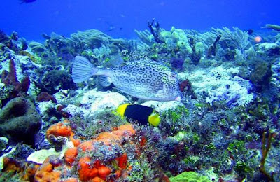 Biologi Kelas X Ekosistem Lautan | Biologi Kelas