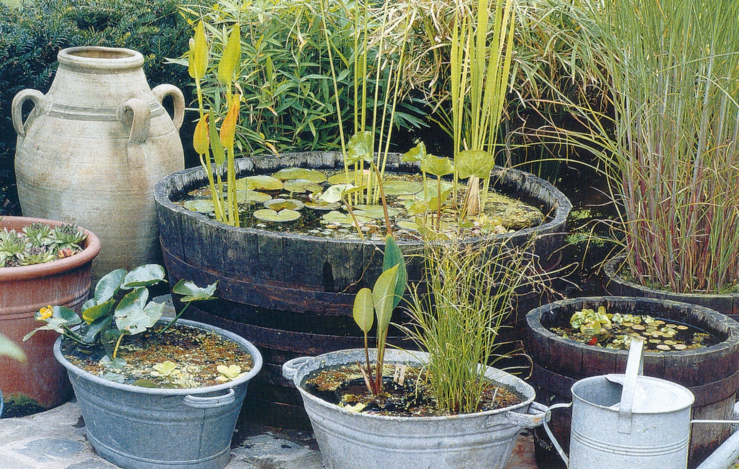 leer-snoeien: Een mini-vijver maken