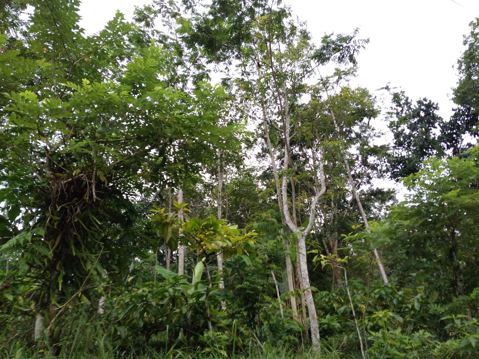 Agroforestry pada Hutan Rakyat di Temanggung