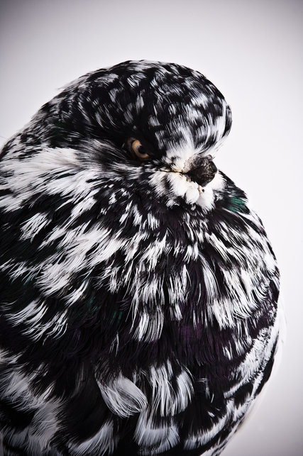 Galileo Feynman: DNA Variations and the Diversity of Pigeons