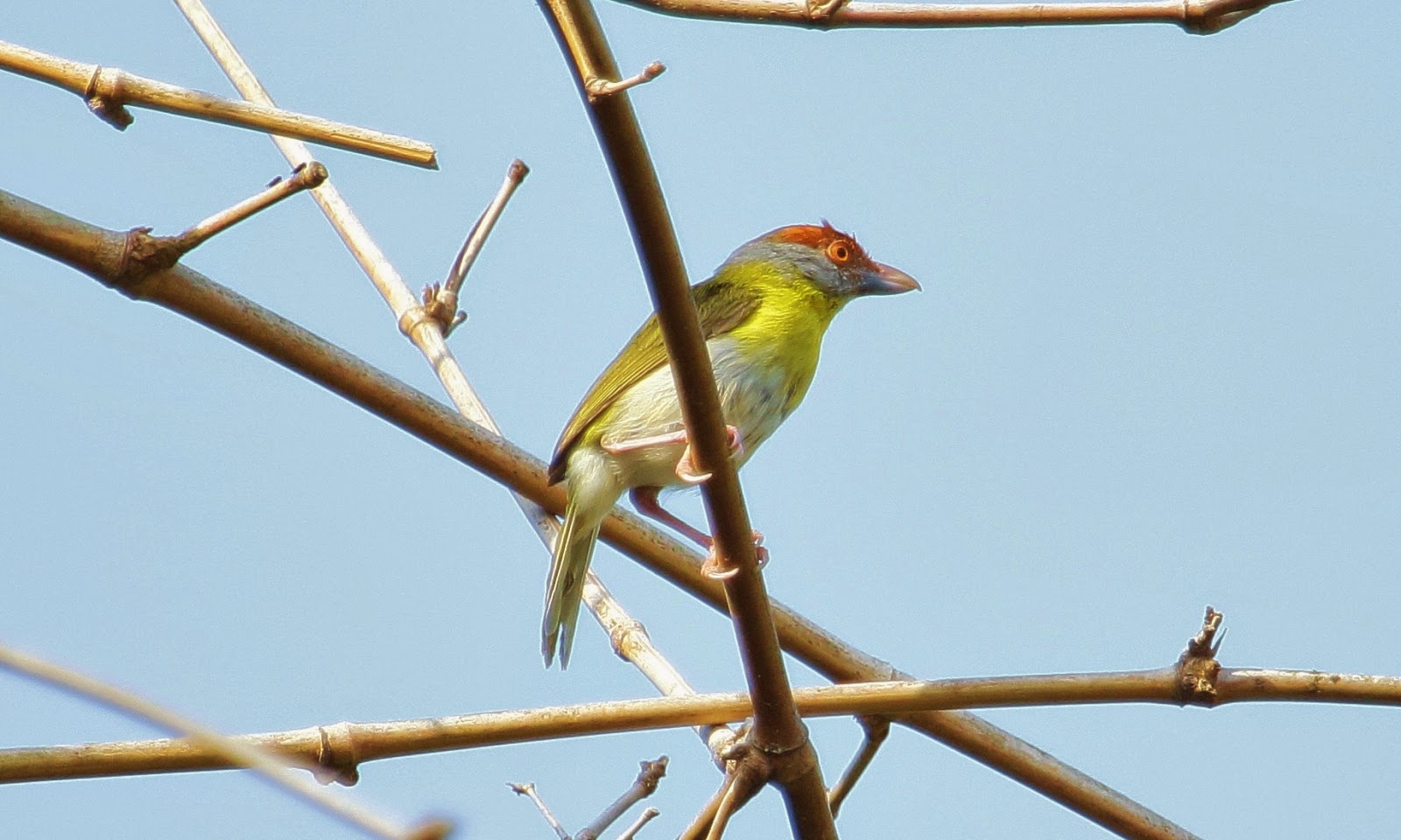 Nuestro bello mundo...: Pajareo en La Bahia de Cata, Edo. Aragua ...