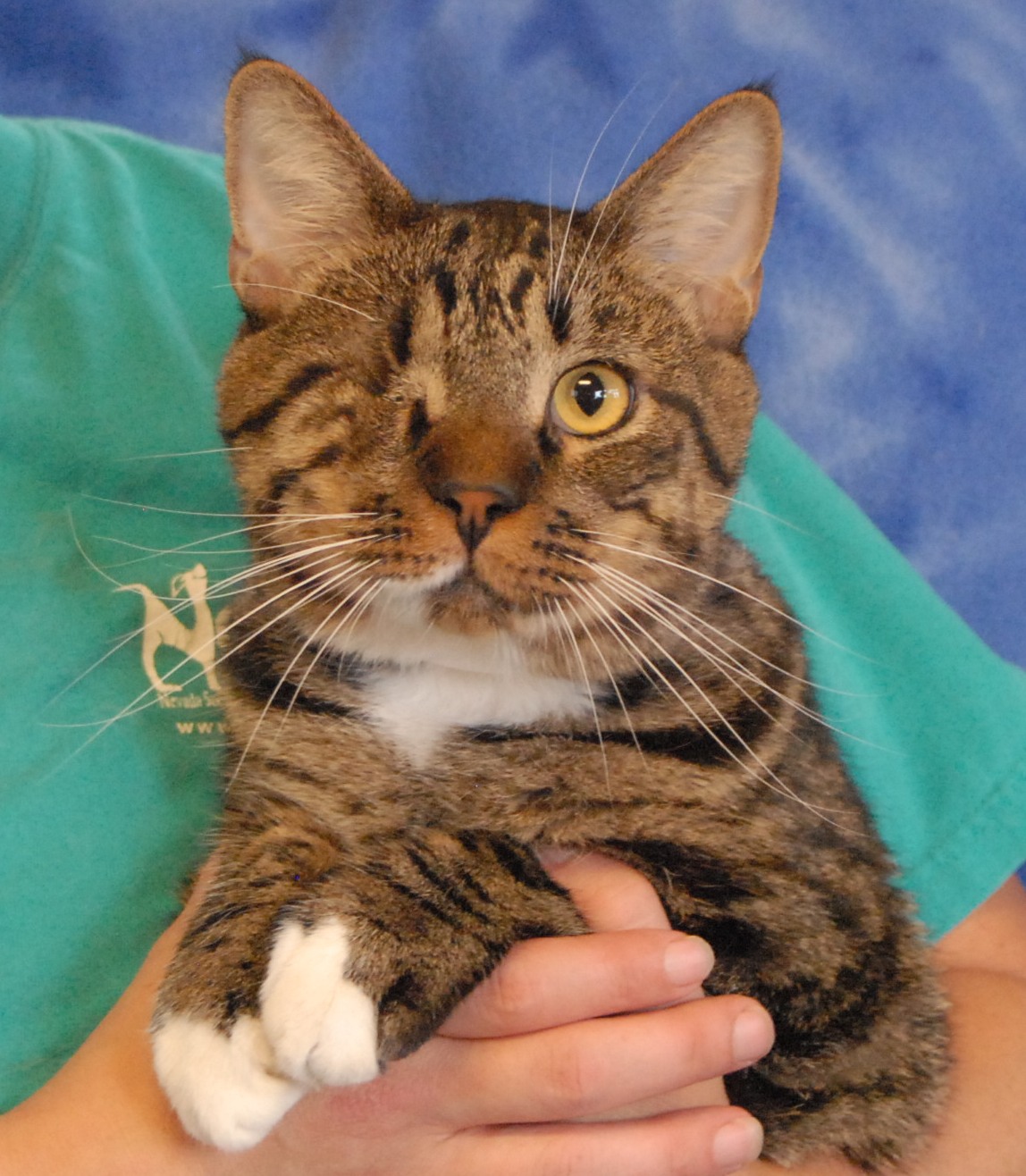 I'm a housecat named Bobcat and I feel like a tiger.