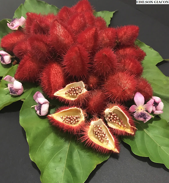 Viveiro Ciprest - Plantas Nativas e Exóticas: Urucum Peruano ou Colorau ...