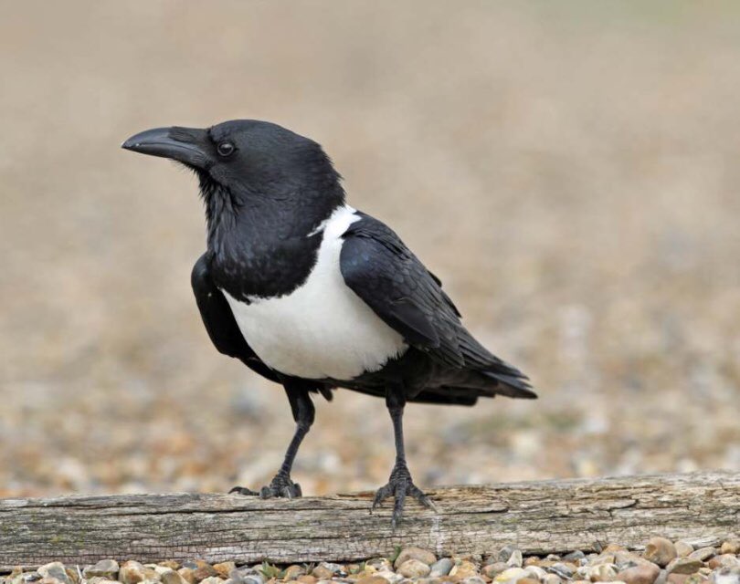 Just Fledged: 04/04/19 Pied Crow at Seaford