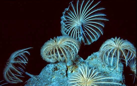 Paleontología y Evolución en la UCM: Filogenia de Tiaracrinus ...