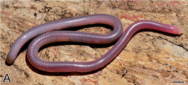 Sciency Thoughts: A new species of Caecilian from Brazil.