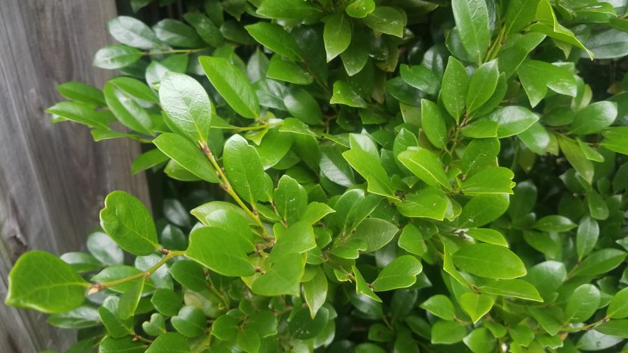 Future Plants by Randy Stewart: Isu Tree